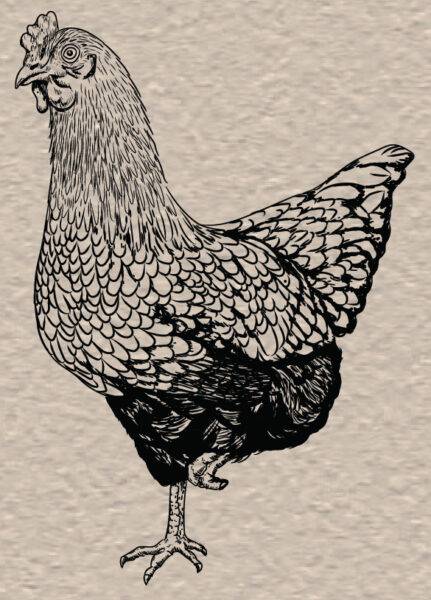 Explore Our Diverse Menu | Civil Kitchen, Springfield